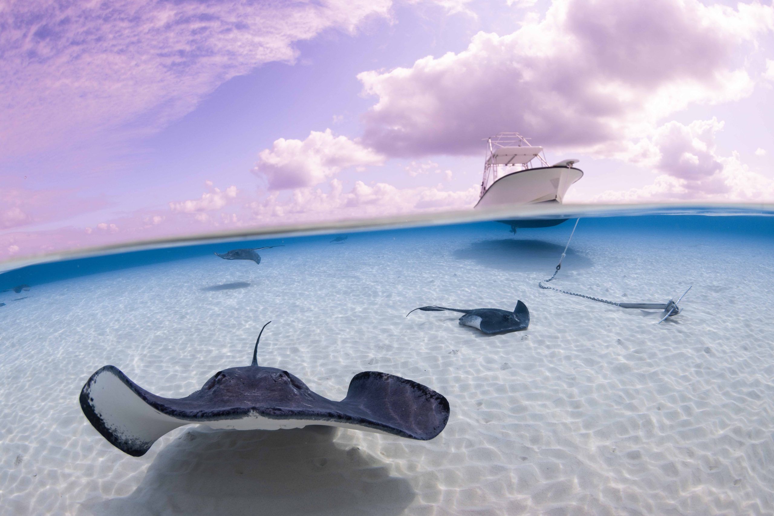 Stingray City Tips | Ambassador Divers Cayman Blog